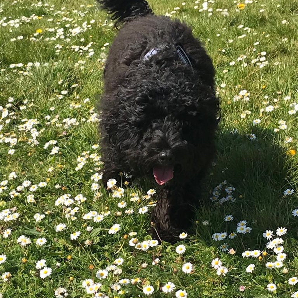 Dog-Friendly Walks in Bideford and Nearby Areas – Full Guide